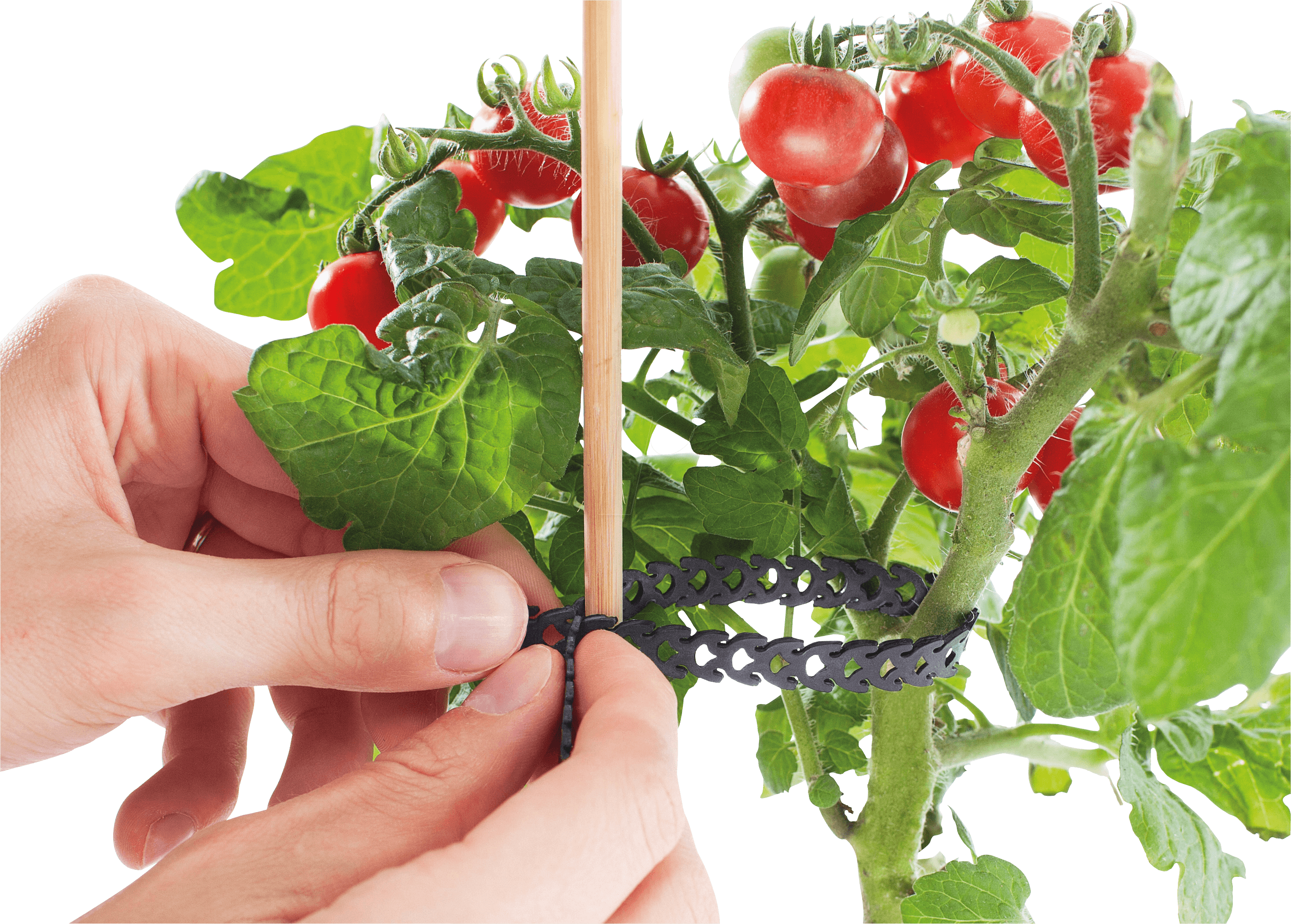 IMT38070: Cable ties rapstrap, 300 x 10 mm, neutral, 24 pcs. at ...